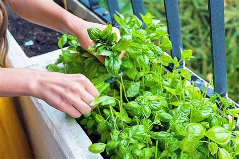 Steps For Growing Basil In Pots