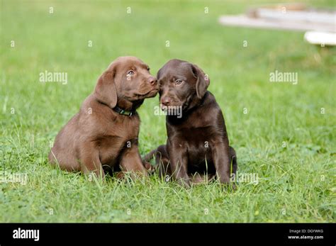 Zwei Braune Labrador Retriever Welpen Sitzen Nebeneinander