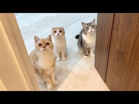 ちょっと出かけただけなのに帰ったら甘えんぼ猫たちがこうなってました YouTube