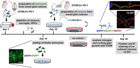 Frontiers Reactive Astrocytes Contribute To Alzheimers Disease