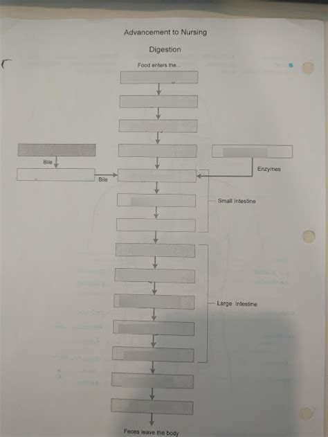 Order Of Digestion Diagram Quizlet