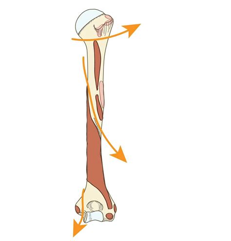 Anatomía Del Nervio Radial