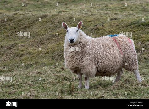 Sheep In The Lake District In Winter The Sheep Is Looking Towards The