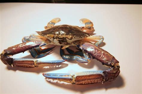 Blue Swimmer Crab