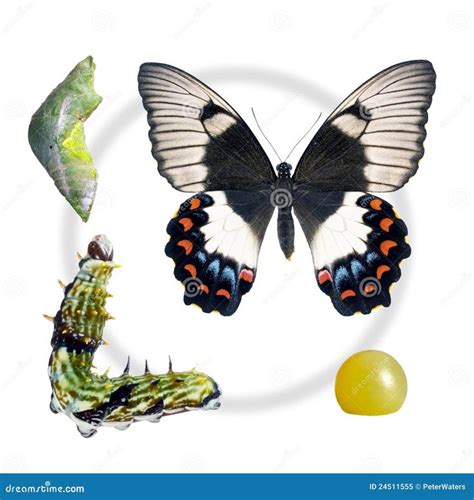 Butterfly Orchard Swallowtail Lifecycle Stag Stock Image Image Of