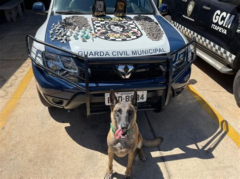 Cão da GCM localiza milhares de porções de drogas durante treinamento