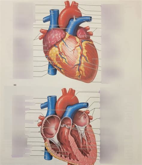 Lab Heart Diagram Quizlet