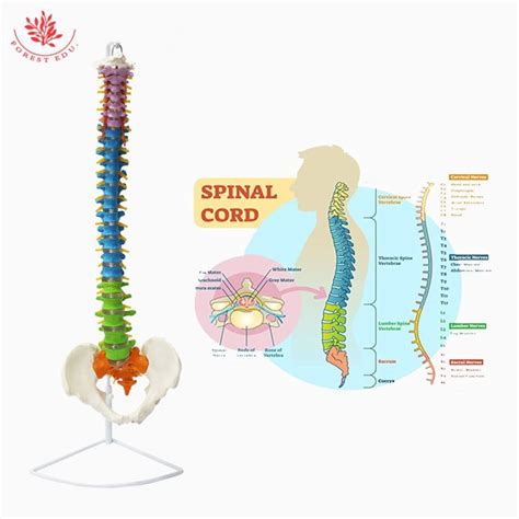 FRT016 Flexible PVC Material 85Cm Human Spine Model Colored Include Two