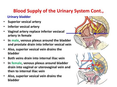 PPT Anatomy Of He Urinary System PowerPoint Presentation Free
