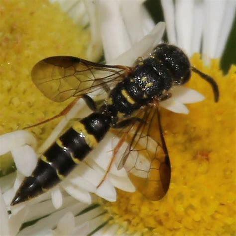 Wasp Sapyga Louisi BugGuide Net