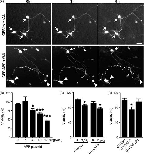 Figure 1 From Amyloid Precursor Protein Mediates Neuronal Toxicity Of