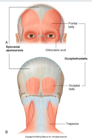 The Muscles Of Facial Expression The Parotid Gland And The Facial