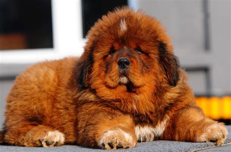 El perro más caro del mundo cuesta casi 2 millones de dólares