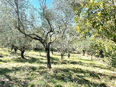 Terreno Agricolo Viterbo Rif Immobiliare It