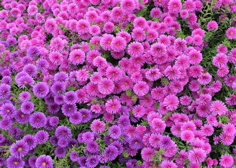 El Top Imagen Fondos De Pantalla De Flores Bonitas Abzlocal Mx
