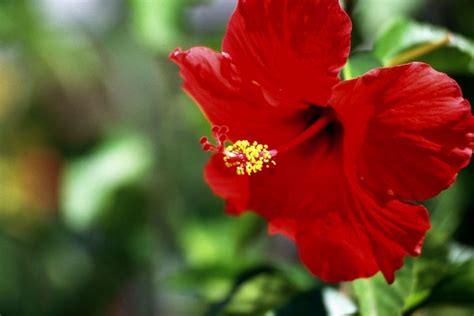Hibisco saiba como cultivar essa planta e quais os benefícios para a