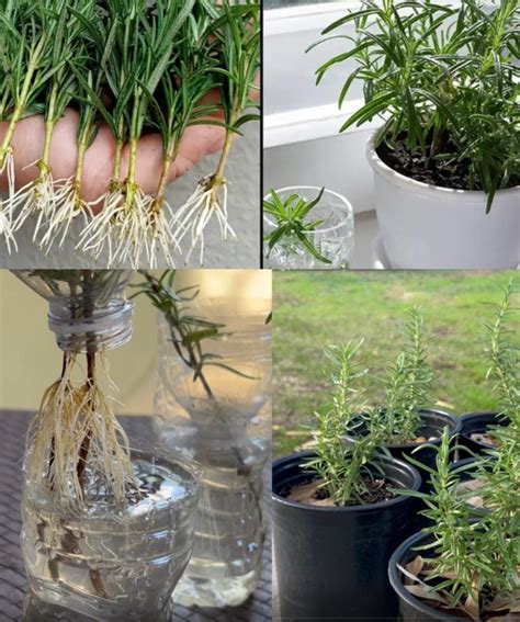 Cómo cultivar romero a partir de esquejes en agua y trasplantarlos a