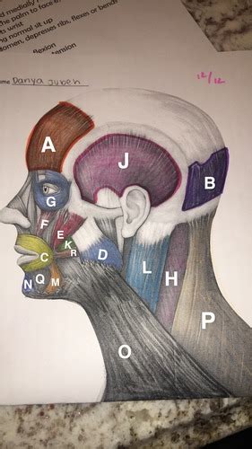 Anatomy Physiology Honors Flashcards Quizlet