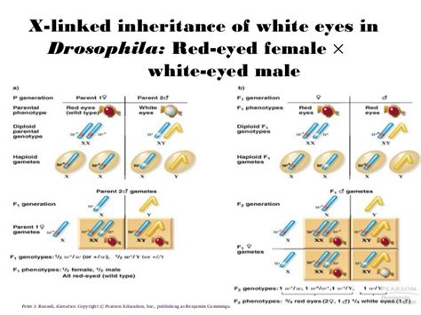 Linkage And Recombination Part 2 Sex Linkage In Drosophila Linked Gene And Synthetic Gene