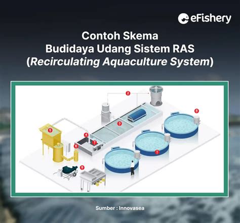 Cara Budidaya Udang Vaname Sistem RAS Yang Paling Jitu