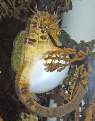 Manual del científico Ovovivíparos El caballito de mar la especie en