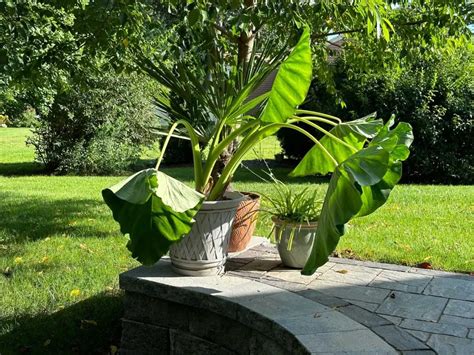 Growing Elephant Ears In Pots Outdoor Care Guide Geeky Greenhouse