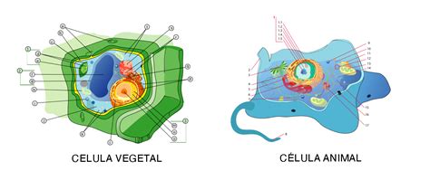 Las células Ciencia y biología