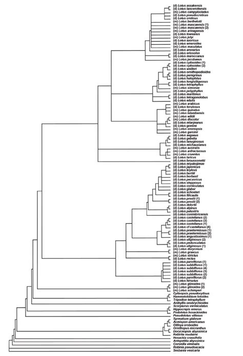 Strict Consensus Of Most Parsimonious Trees With Leaf Morphology