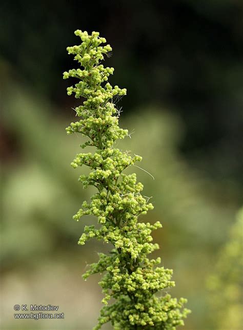 Chenopodium Botrys Picture 2 The Bulgarian Flora Online
