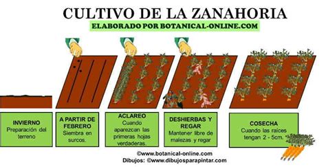Cultivo De La Zanahoria Botanical Online