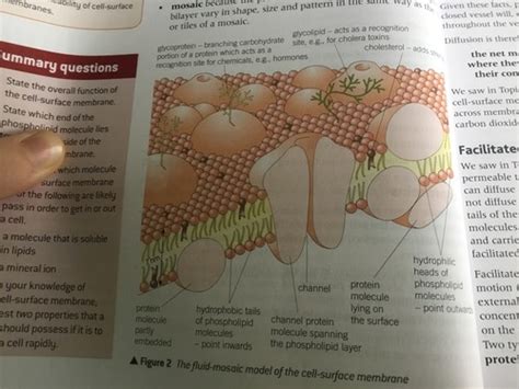 Structure Of The Cell Surface Membrane Transport Across Cell Membrane