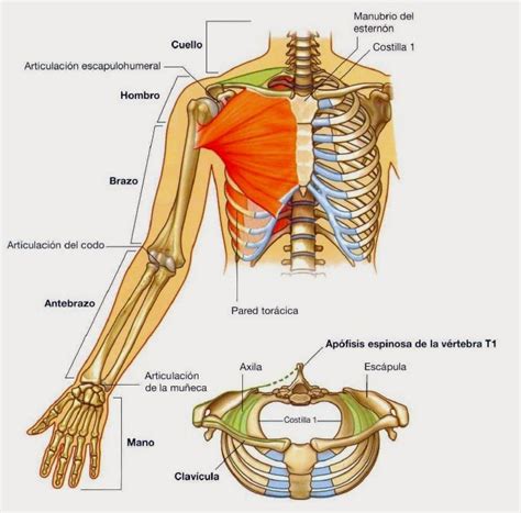 Tipos de articulaciones anatomía características tipos y mucho más