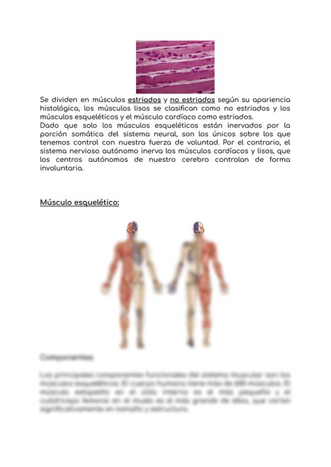 Solution Sistema Esquel Tico Muscular Studypool