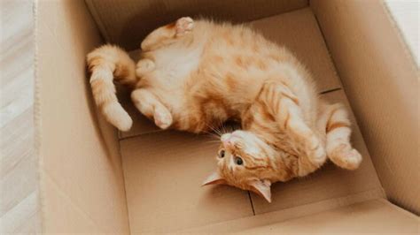 Pourquoi les chats aiment ils tant les boîtes Ça m intéresse