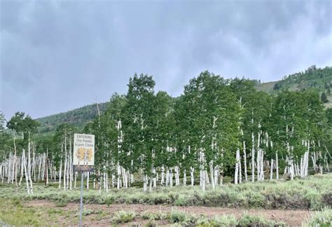 Pando Tree Trembling Giant