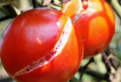 Pourquoi Mes Tomates Se Fendent Dans La Serre