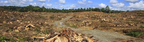 Destruição de habitat verde ou consequência Encontro o Biólogo