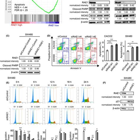 RAE1 Knockdown Induces Apoptosis And Prevents Cell Cycle Progression In