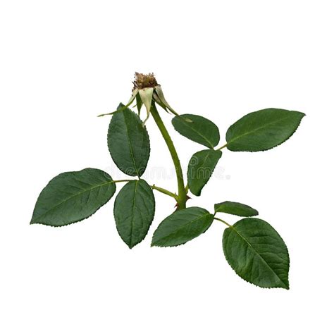 Hojas De Rosa Verdes Aisladas En Un Fondo Blanco Imagen De Archivo