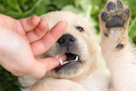 Que Pasa Si Mi Perro Me Muerde