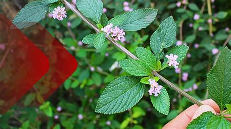 Saiba TUDO sobre a ERVA CIDREIRA Lippia alba CARACTERÍSTICAS E