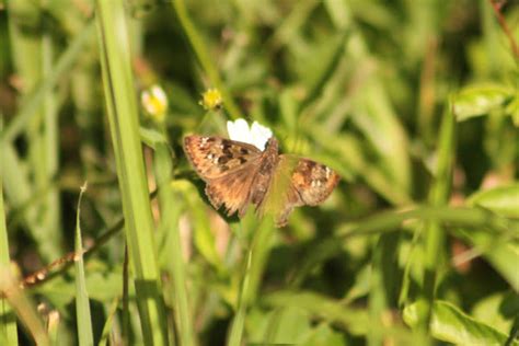 Horace S Duskywing Butterfly Project Noah