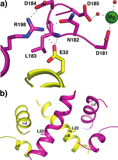 Stabilization Of The Active Site Through Intersubunit Interactions A