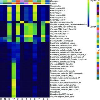 Heatmap Showing The Identification Score Of Each Cell Type By Singler