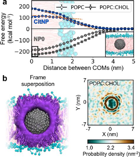 Interaction Pattern Between Naked And Capped Nanoparticles With Lipid
