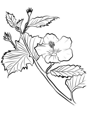 Dibujo De Hibiscus Para Colorear Dibujos Para Colorear Imprimir Gratis