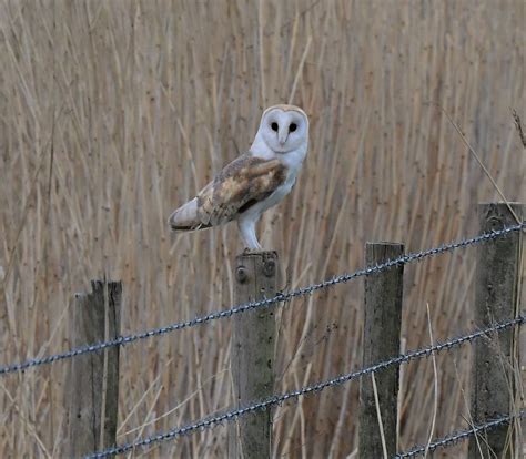 Barn Owl Martin Mere Paul Billington Flickr