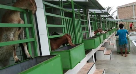 Desain Kandang Kambing Menarik Dan Modern Desain Id