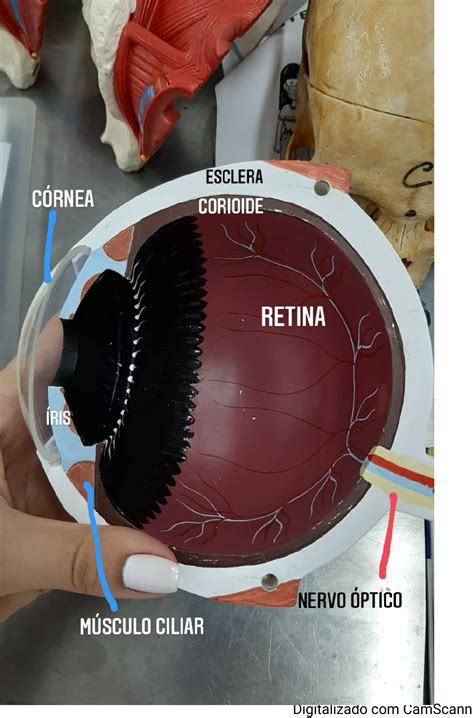 Anatomia do olho na peça anatômica Anatomia II