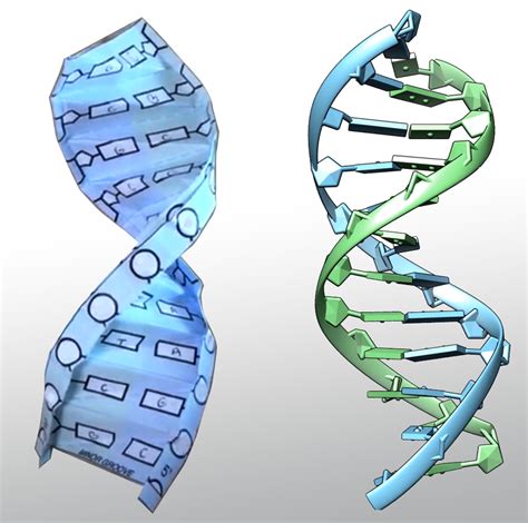 DNA Model Project Easy Methods 58 OFF Gbu Taganskij Ru